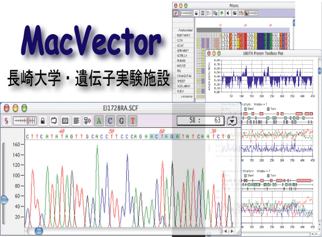 MacVector9.5にバージョンアップしました。こちらのソフトはMACOS10用ですのでご注意下さい。